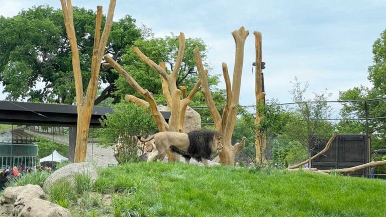 Lincoln Park Zoo (A Local's Ultimate Guide)