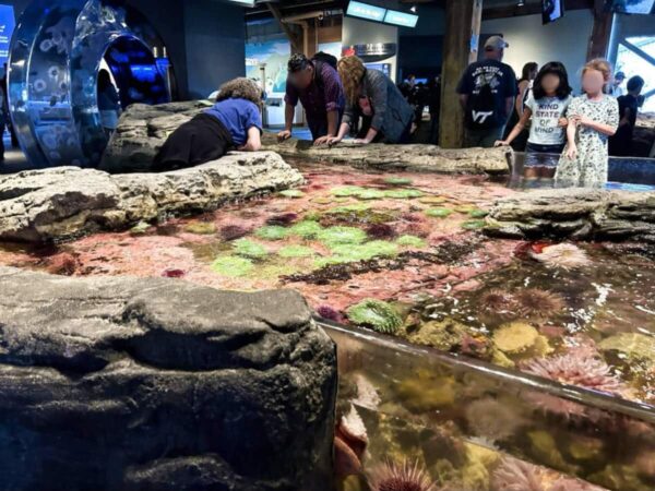 33 Fun Things to Do in Seattle With Kids (By a Local)
