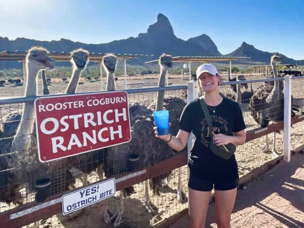 A Local's 31 Essential Things to Do in Tucson