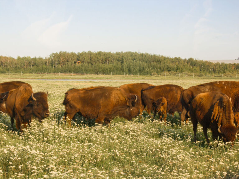 What to Do in Winnipeg - Travel Lemming