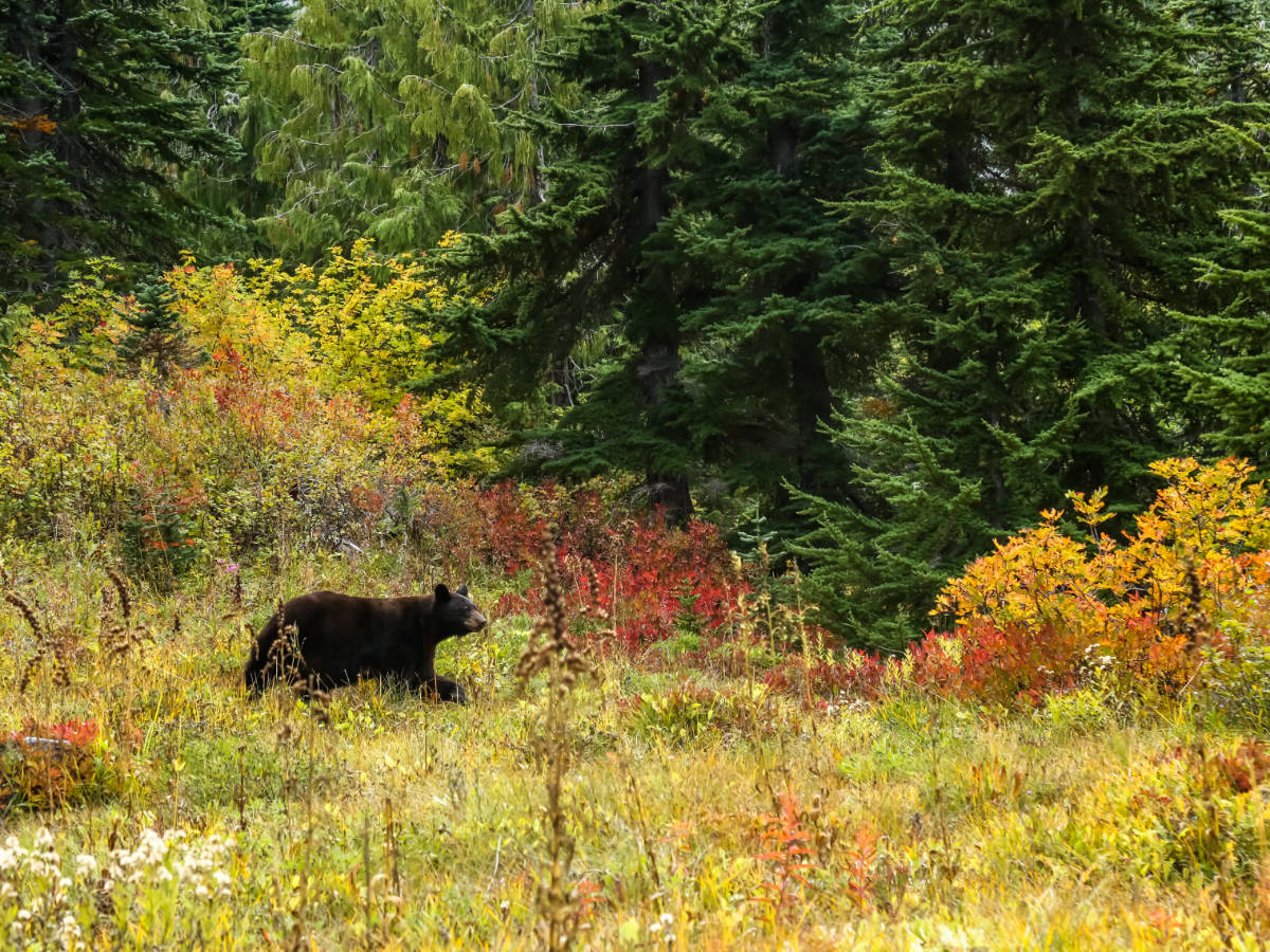 23 Washington State Travel Tips to Know in 2024 (By a Local)