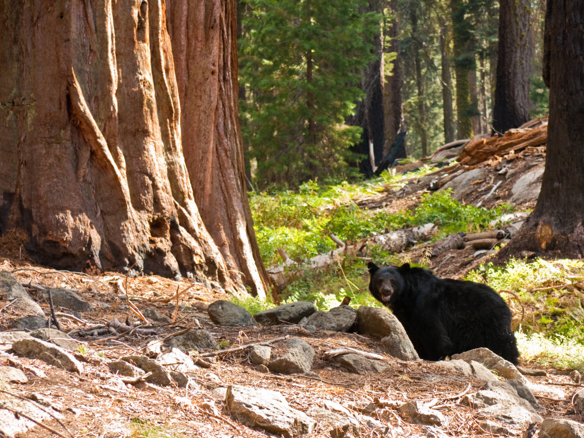 These Are the Best Months to Visit Sequoia National Park