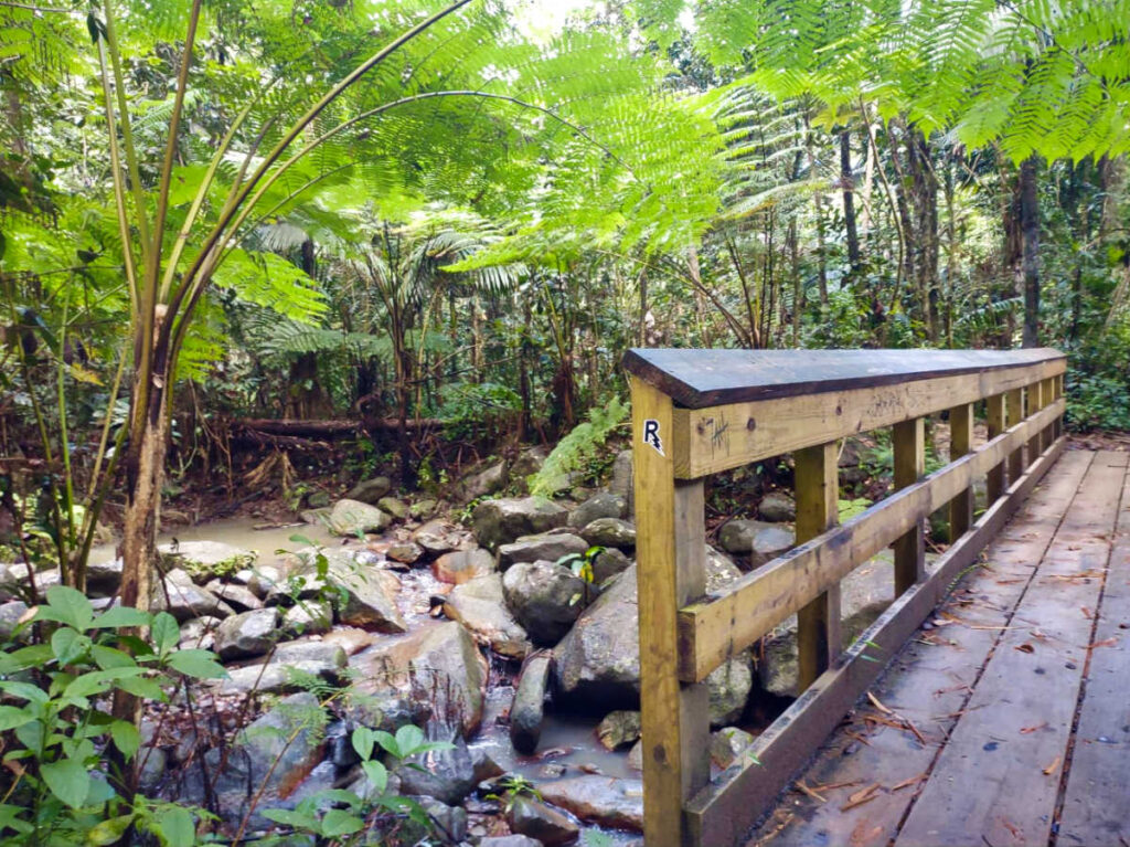 19 Epic Hikes in Puerto Rico (By a Local)