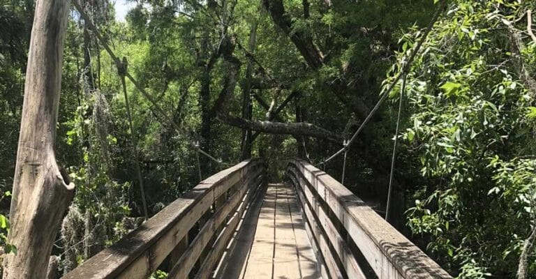 A Local's Guide to Tampa's Parks