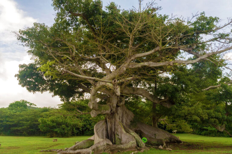 These 26 Things to Do in Vieques are Worth It