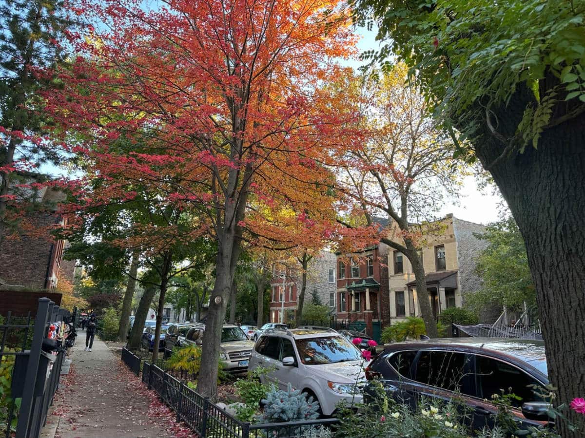 The Best Time to Visit Chicago (A Local’s Guide)