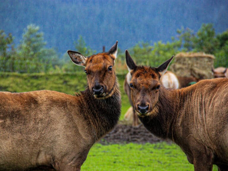 The 49 Essential Things to Do in Alaska (By a Local)