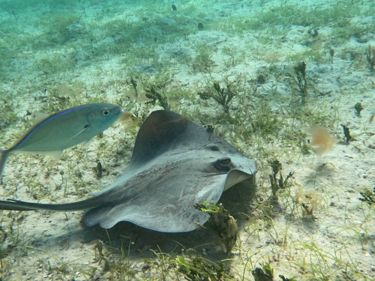 The 13 Best Culebra Day Trip Tours (Local Guide)