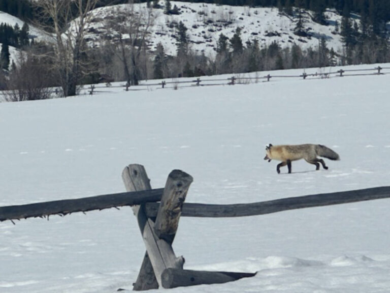Where to Stay in Jackson Hole (Best Places) - Travel Lemming