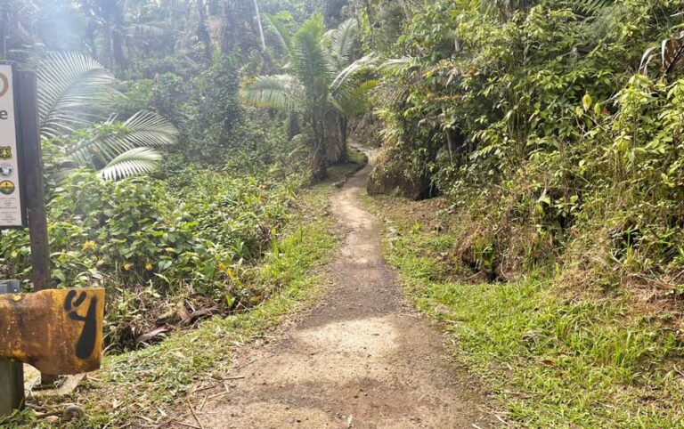 El Yunque National Forest Guide - Travel Lemming