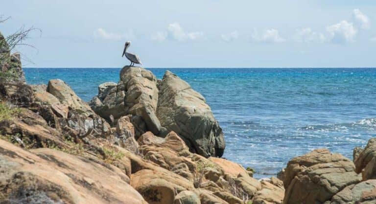 Buck Island Reef National Monument (Ultimate Guide to Visiting)
