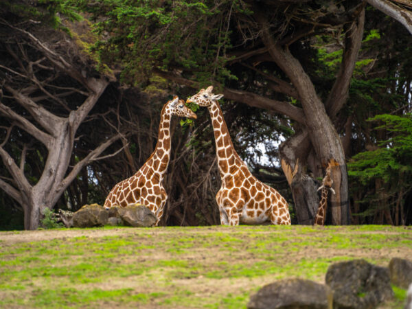 What to Do in San Francisco - Travel Lemming