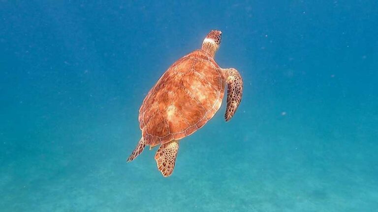 23 Best Things to Do in St. John (USVI)