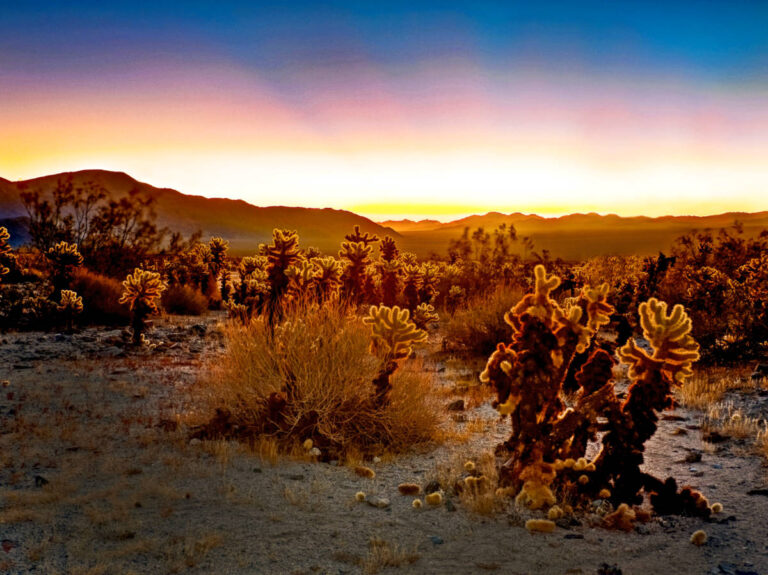 Death Valley vs Joshua Tree Compared (Pros & Cons)