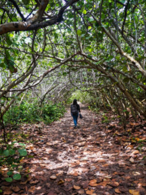 33 Epic Hikes in Puerto Rico (By a Local)