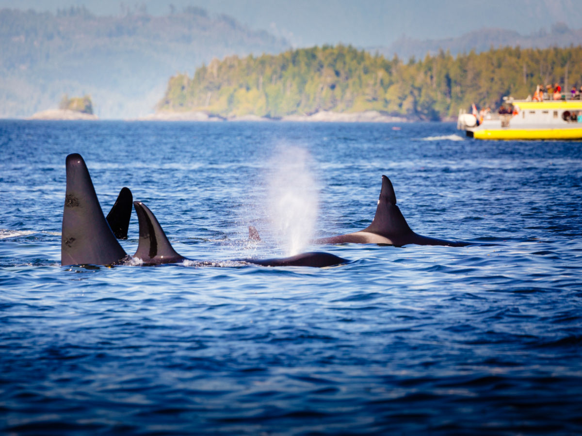 37 Best Things to Do in British Columbia (By a Local)
