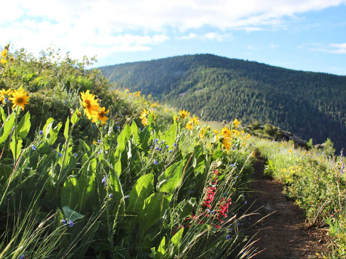 The Crested Butte Wildflower Festival will open general registration ...
